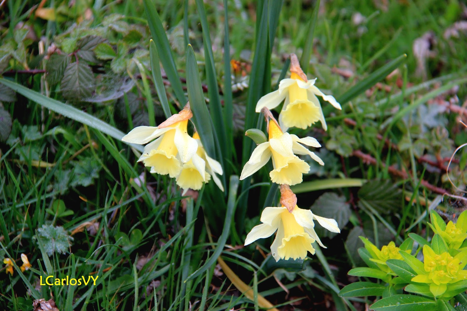 Plantas silvestres de Asturias: Narciso trompón - Narcissus tortuosus