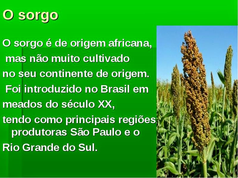 Ser Integral e Funcional: Benefícios do sorgo como estratégia para ...