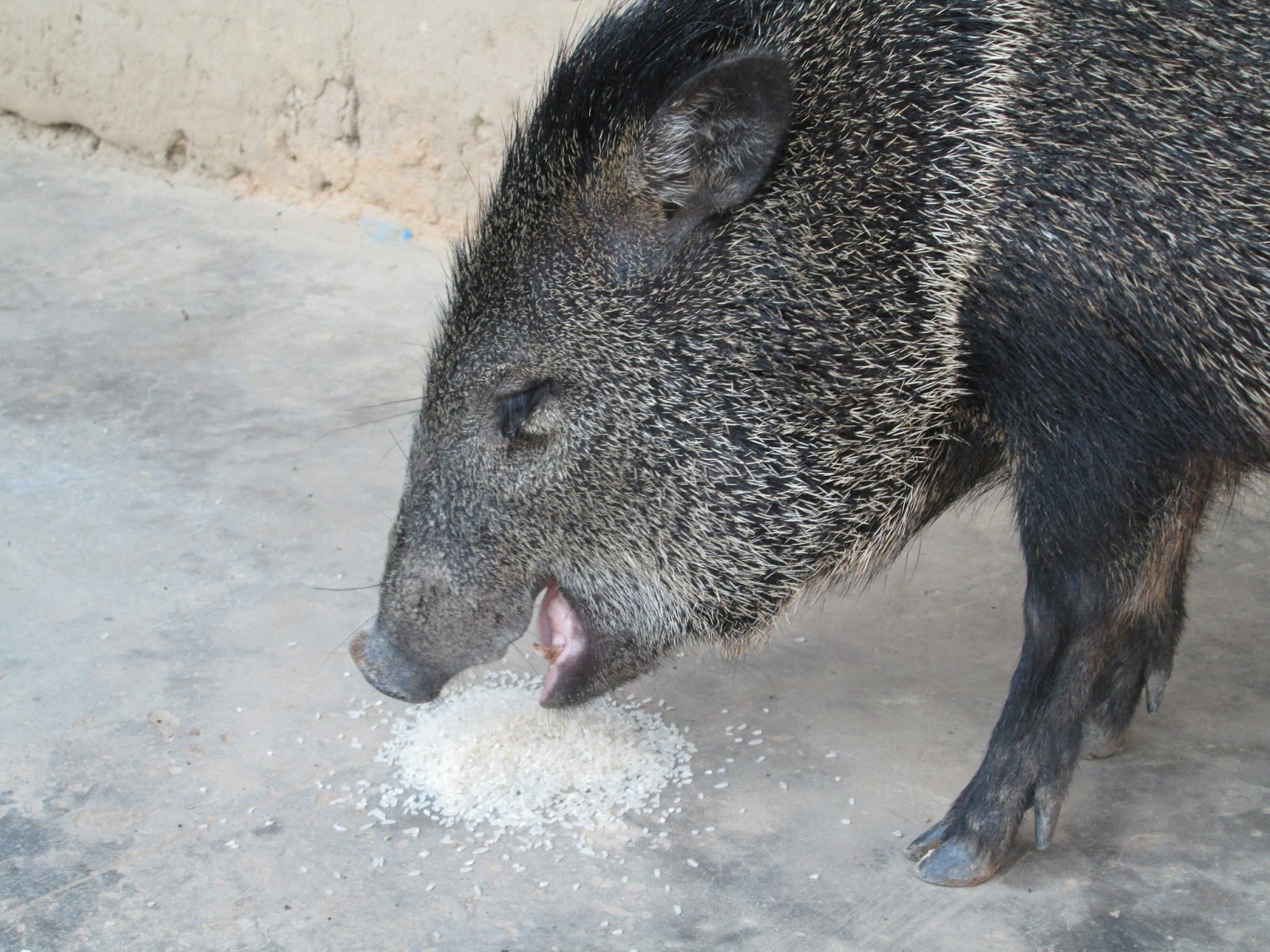 De la selva su "Doctora Corazón"