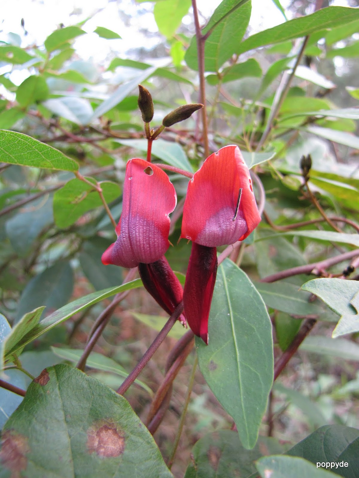 Sydney's Wildflowers and Native Plants: Kennedia rubicunda - Dusky ...