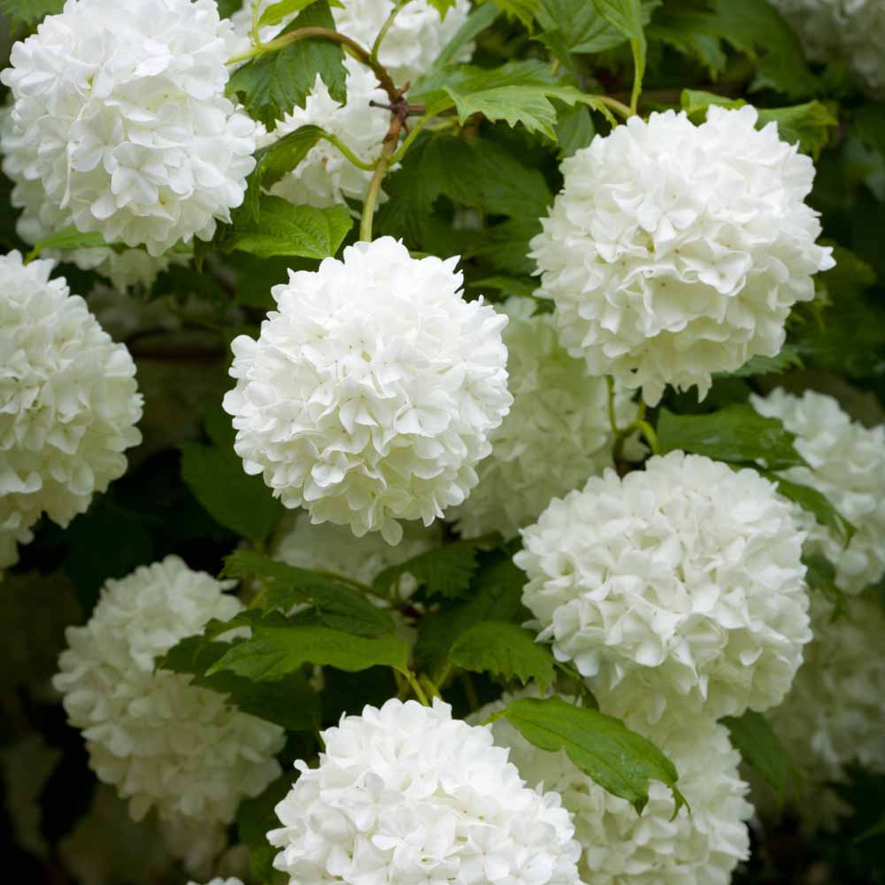 Trees Planet: Viburnum opulus – Guelder Rose