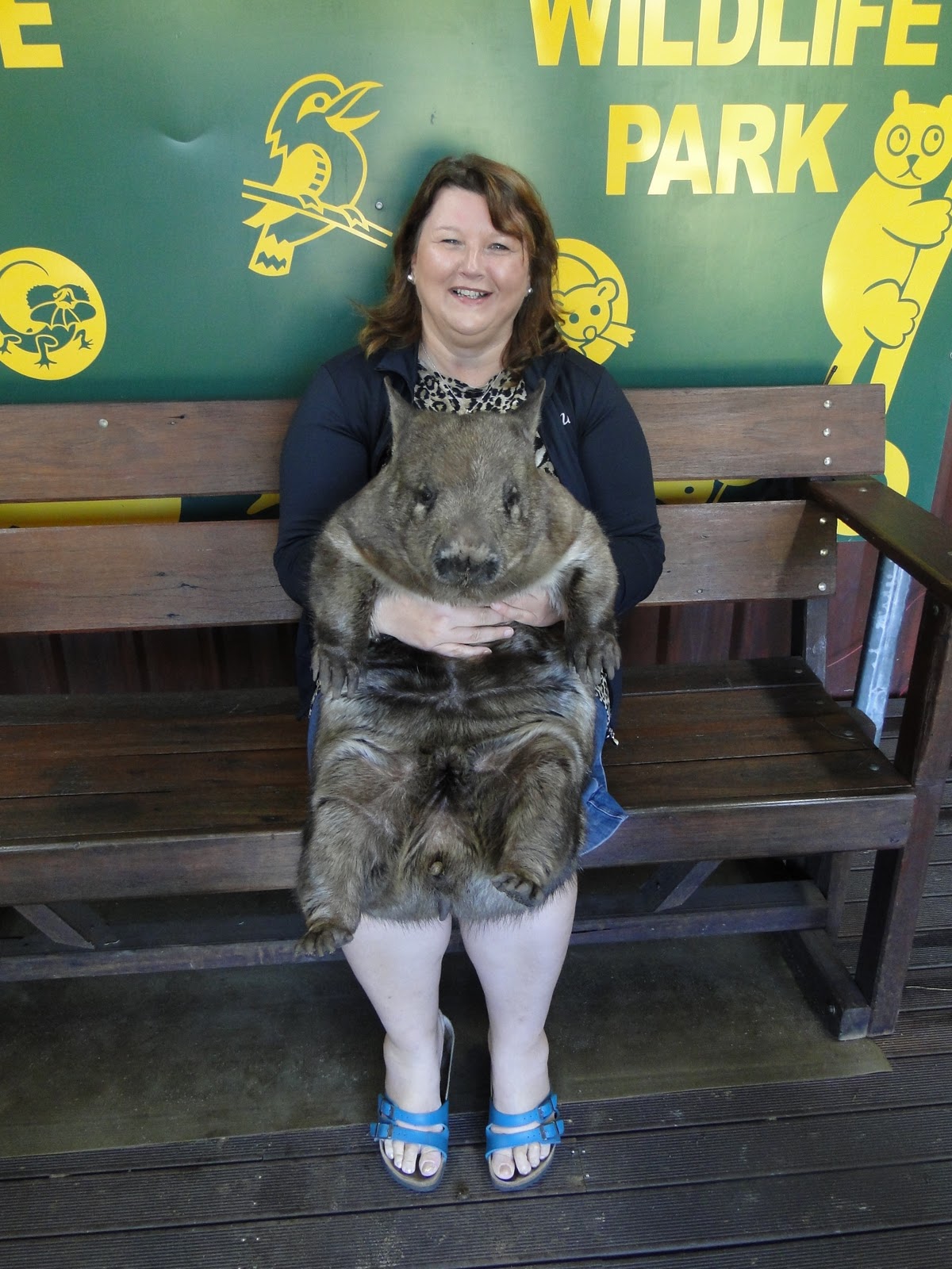 The Sandra Leach Company: Big Bubs the Largest Wombat in the World