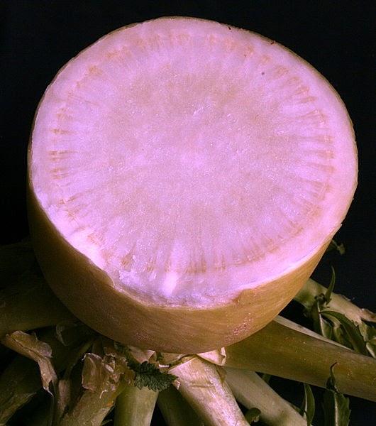 We love Our Bangladesh: Radish (Mula) is a winter vegetables in Bangladesh