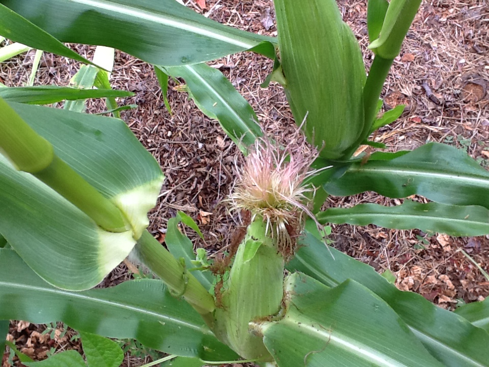On Aunt Mildred's Porch: Growing Corn In My Home Garden
