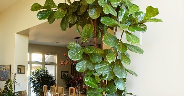 Somewhere I would like to live: Fidle-leaf fig / Plant of the week #01