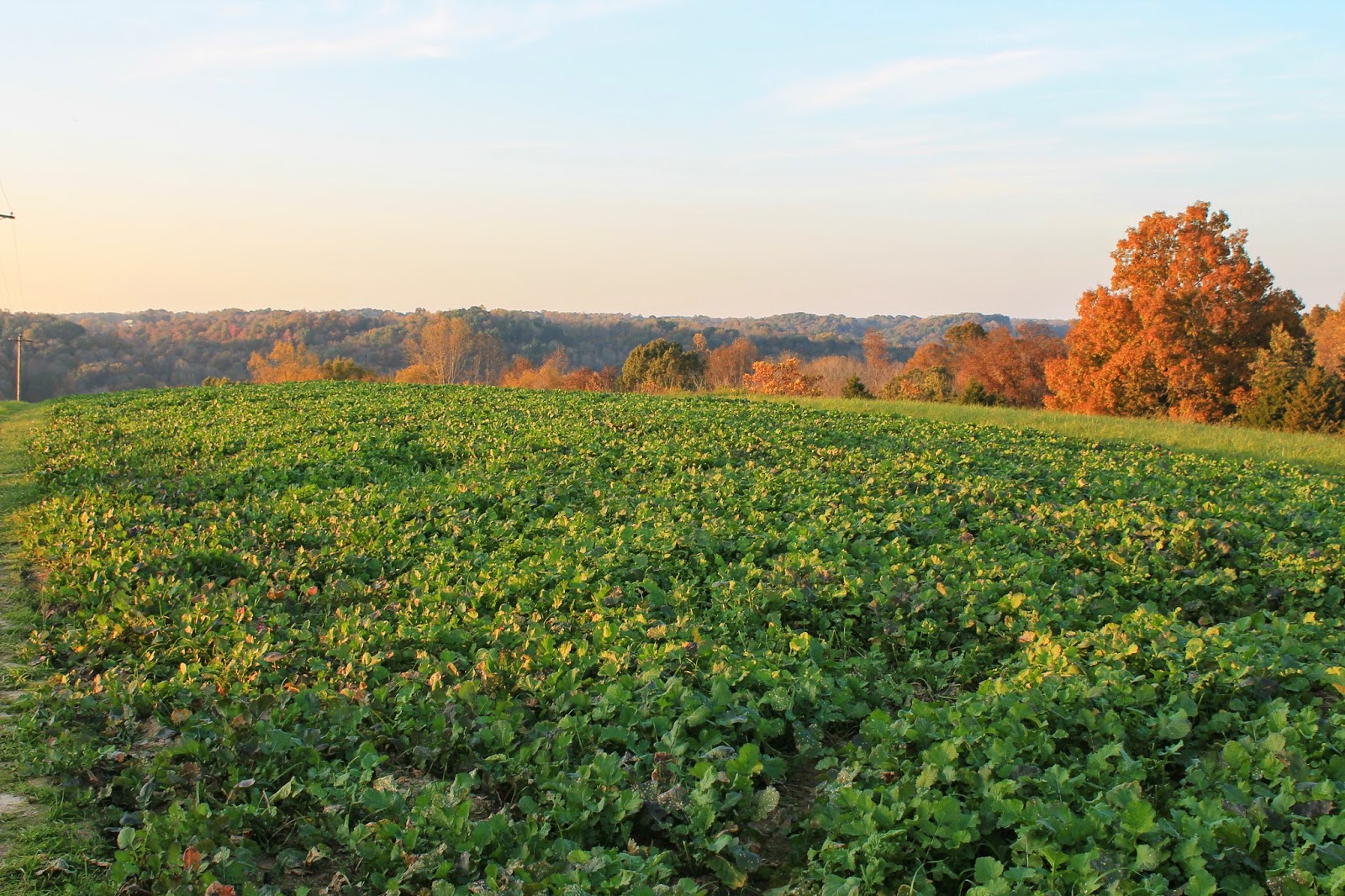 The Kentucky Wildflower Farm: 2014