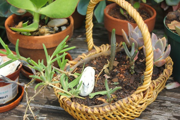 🌿 Tuinmaak in Suid Afrika 🌵: Wat is 'n tuin sonder vygies?