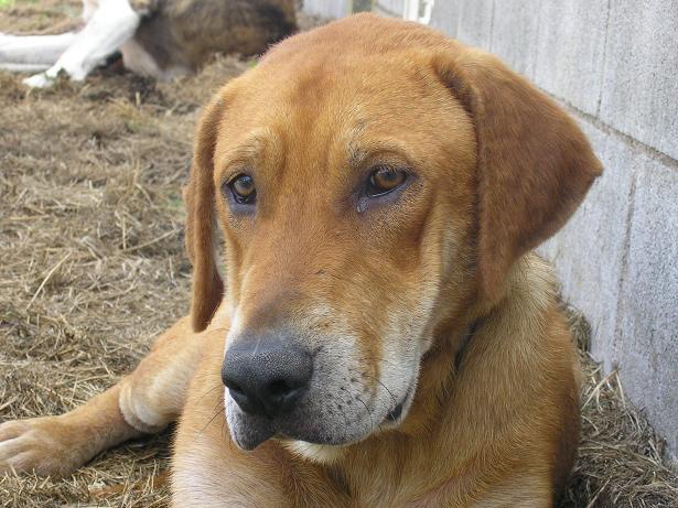 NOBLE GALGO: PUPPY Y APU, SALIÓ MAL SU ADOPCIÓN, BUSCAN NUEVAMENTE UN ...