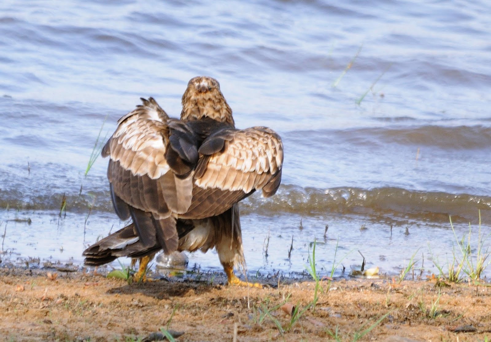 Zunka Bhakri......: On trail of Tiger @ Tadoba-Kolsa