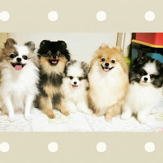 Cutest Pom family out there! ~ PomeranianPage