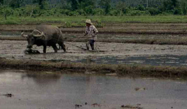 The life in the Philippines: Working in the ricefield