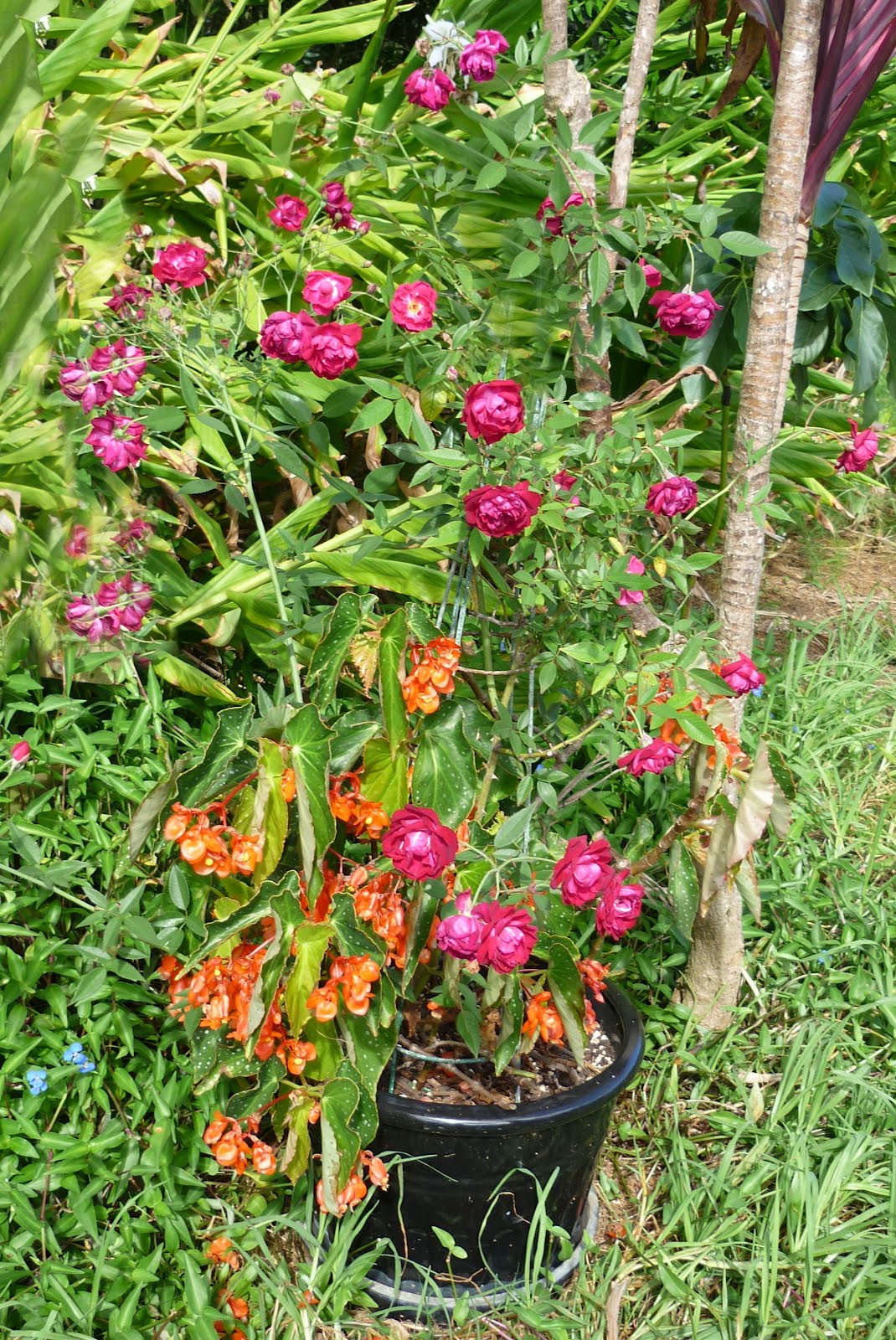 Lewen orn Norf'k - Living on Norfolk Island: Nellie's Flowers