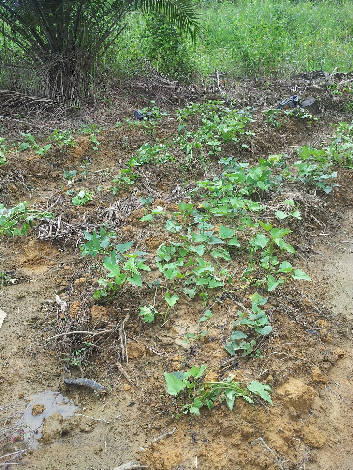 Tanaman Halia: UBI RAMBAT