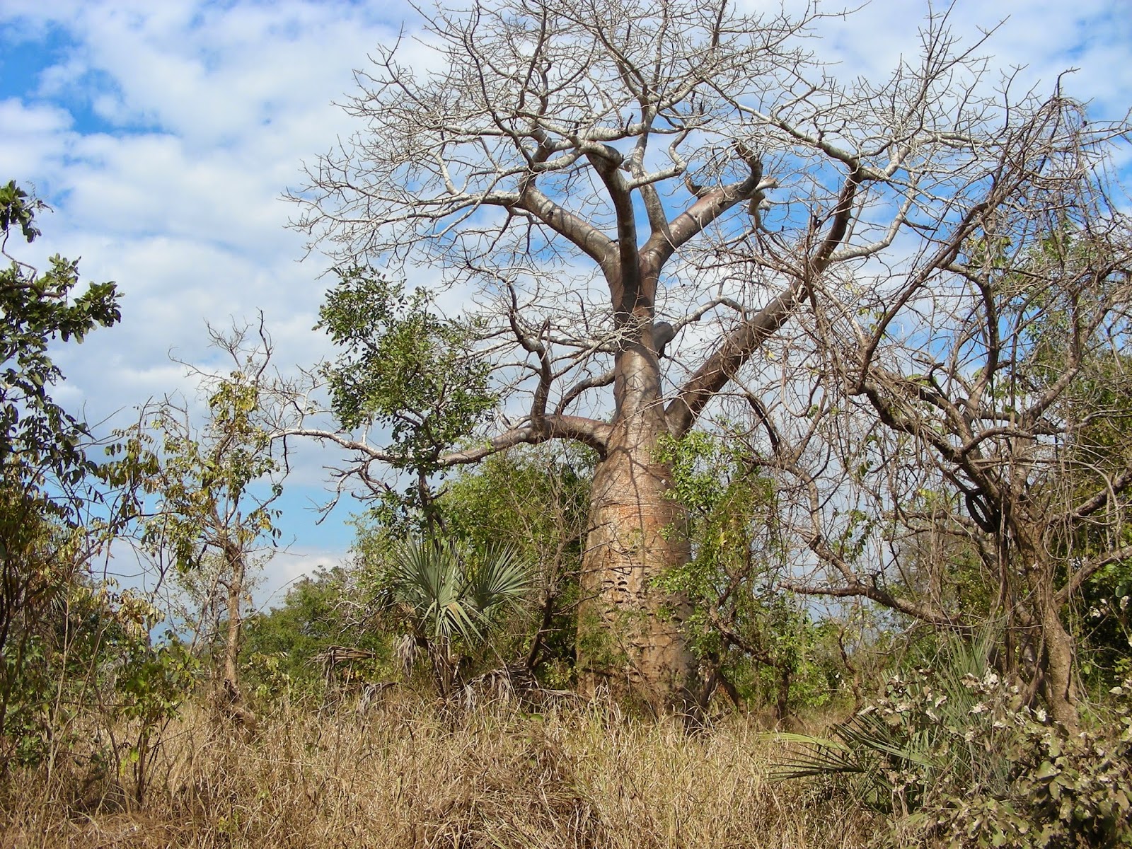 Mário Duarte Ferreira da Costa: Embondeiro da Gorongosa