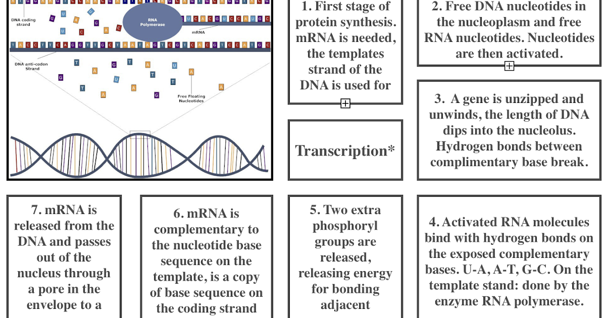A LEVEL: Biology (F215), Cellular Control