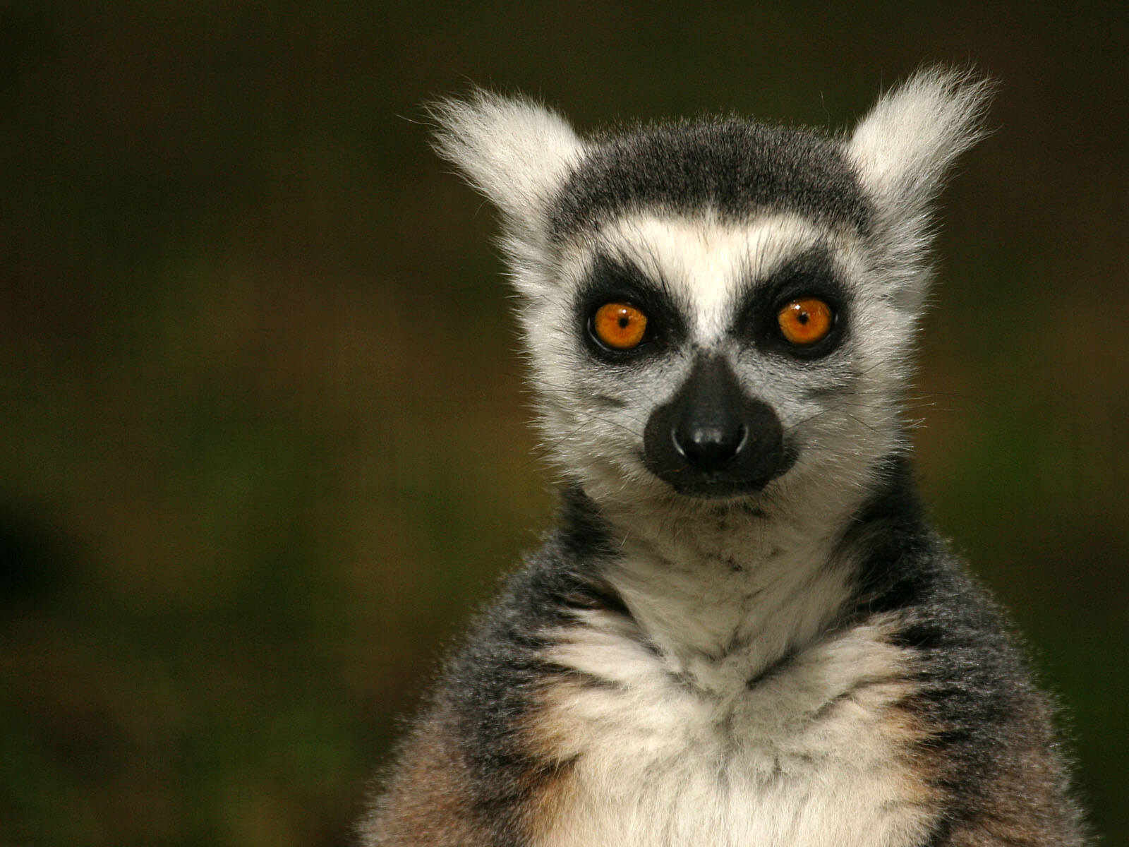 Best Lemur HD Wallpaper Photos Images Free Download