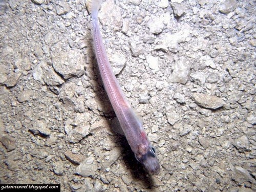 Menakjubkan! Ikan Pelik Ini Mampu Hidup Dibawah Lapisan AisYang Tebal ...