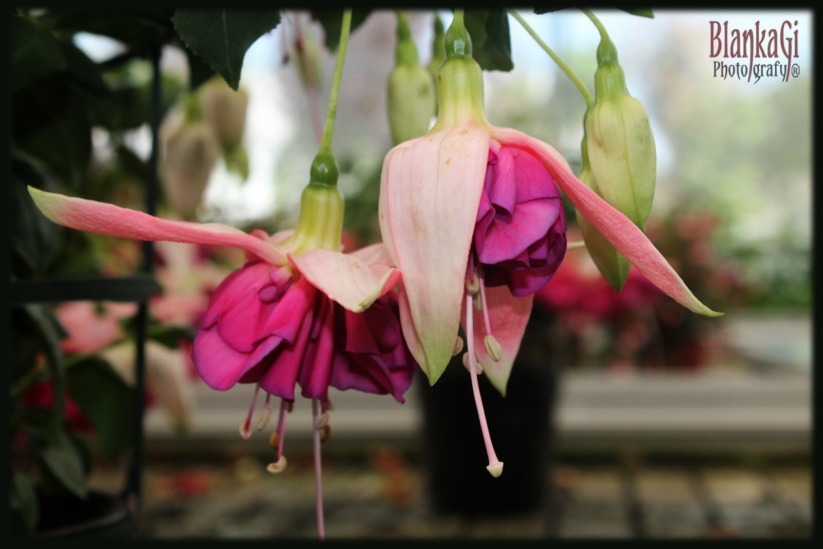El Patio de mi casa ....: Visita a un Vivero en Jaén