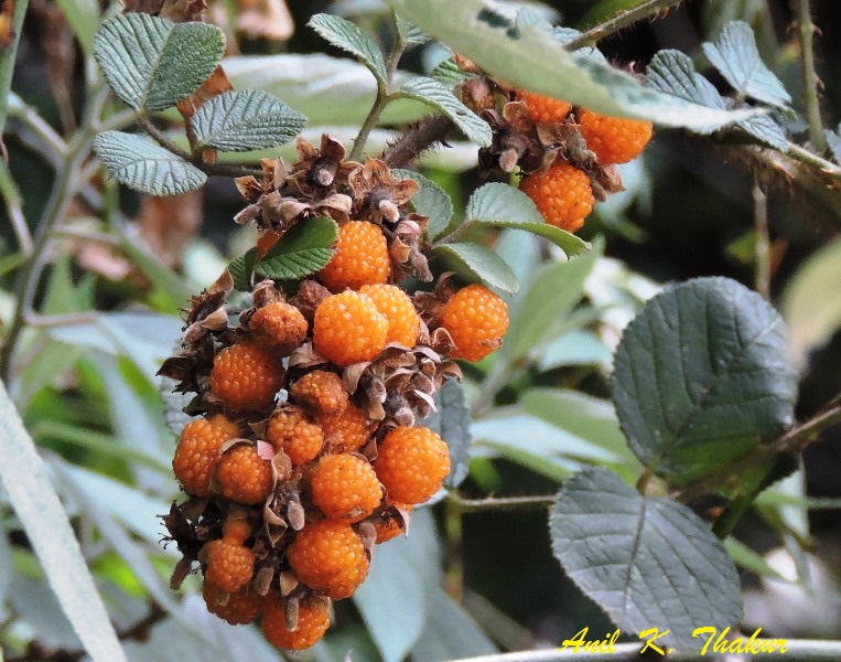 Plants & Environment: Plant Biodiversity in Shimla: Wild Fruits in May