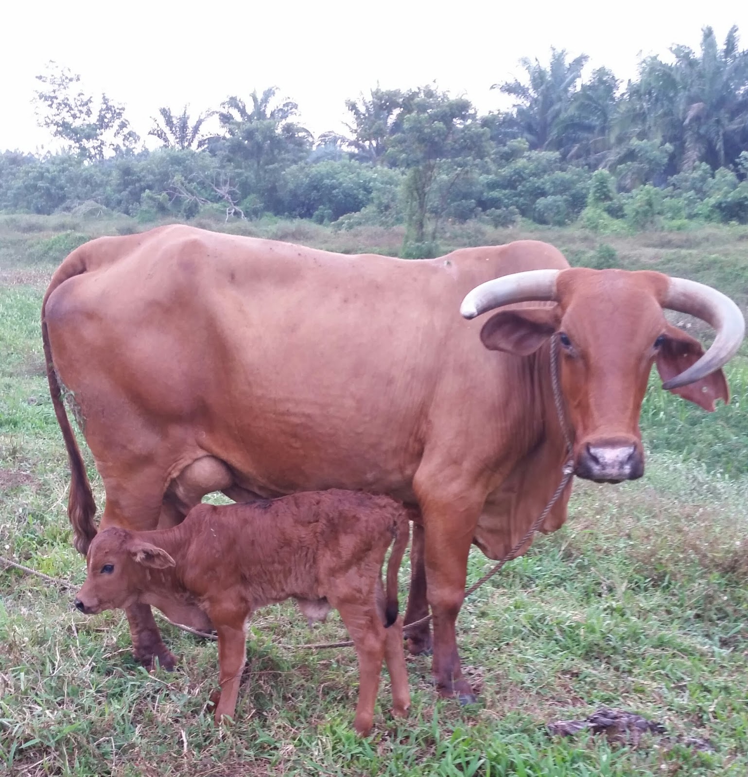 Warisan Petani: Ternakan Lembu 3