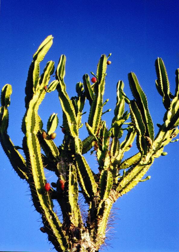 RW PAISAGISMO: CAATINGA: MANDACARU