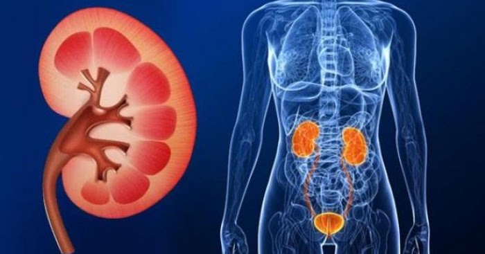 Sistem Ekskresi, Pengertian Ekskresi, Sekresi, dan Defekasi - Biologi ...