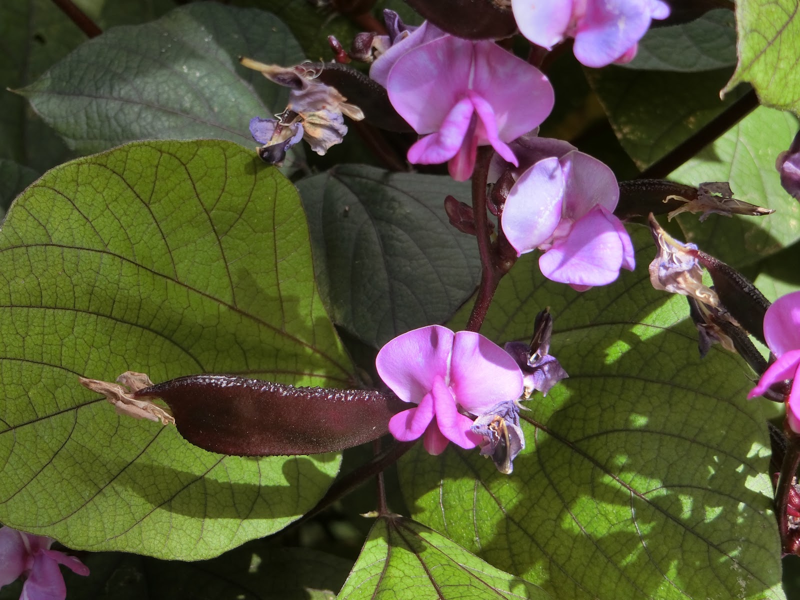 60歳で無職の優雅な日々: フジマメ・ルビー・ムーン Lablab purpureus 'Ruby Moon'