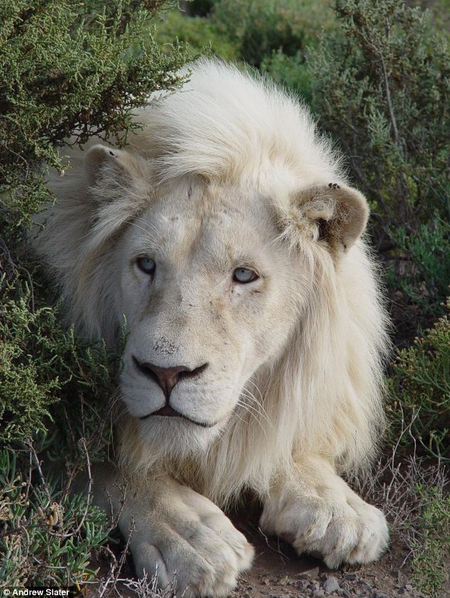 World's All Amazing Things, Pictures,Images And Wallpapers: White Lion ...