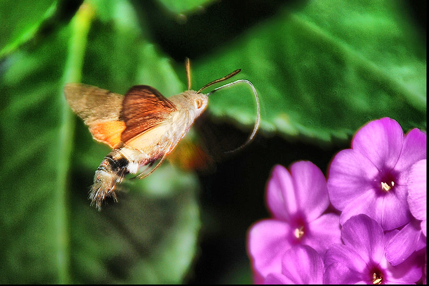 joxe@n-foto........pasion fotografica: INSECTO COLIBRI