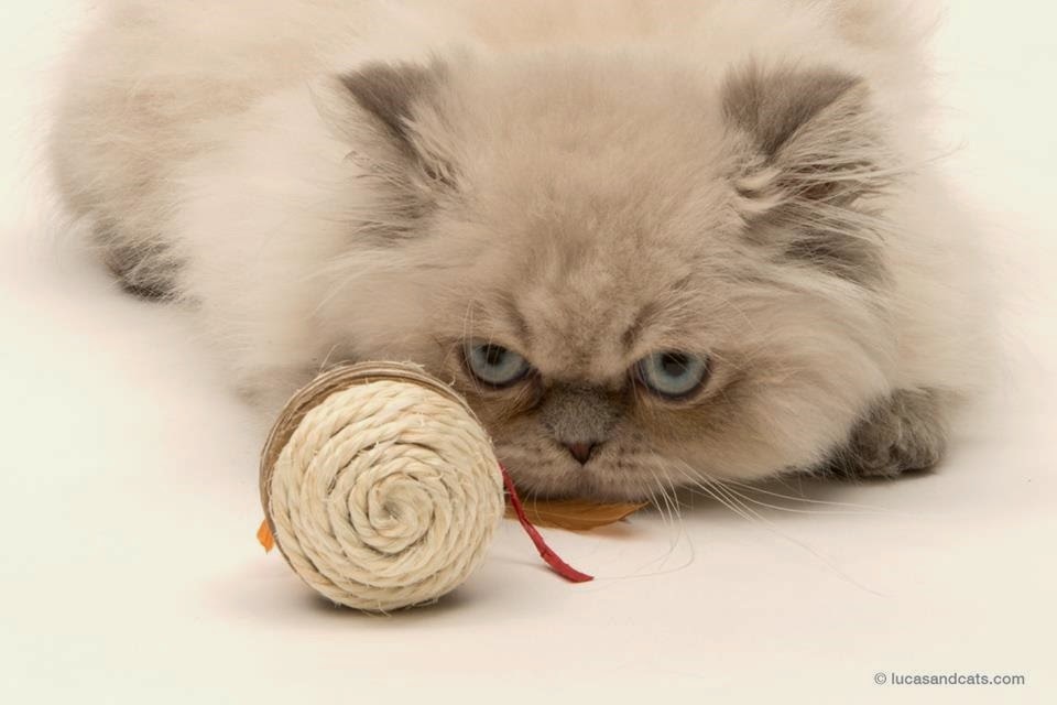 Cat and DOG Chat With Caren: PURE cat portraits by Lucas- are "Pure ...