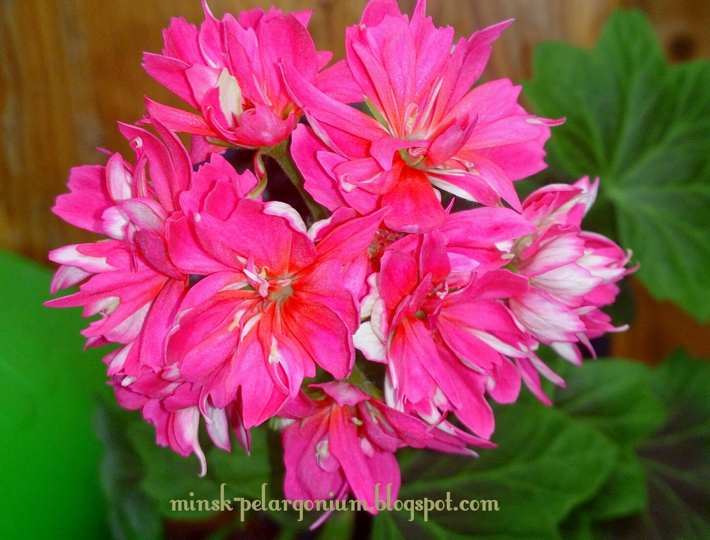 Пеларгония на все времена: Sue Dobson