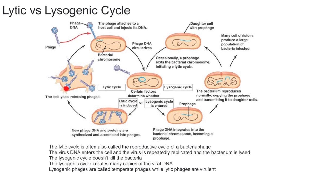 Lytic cycle