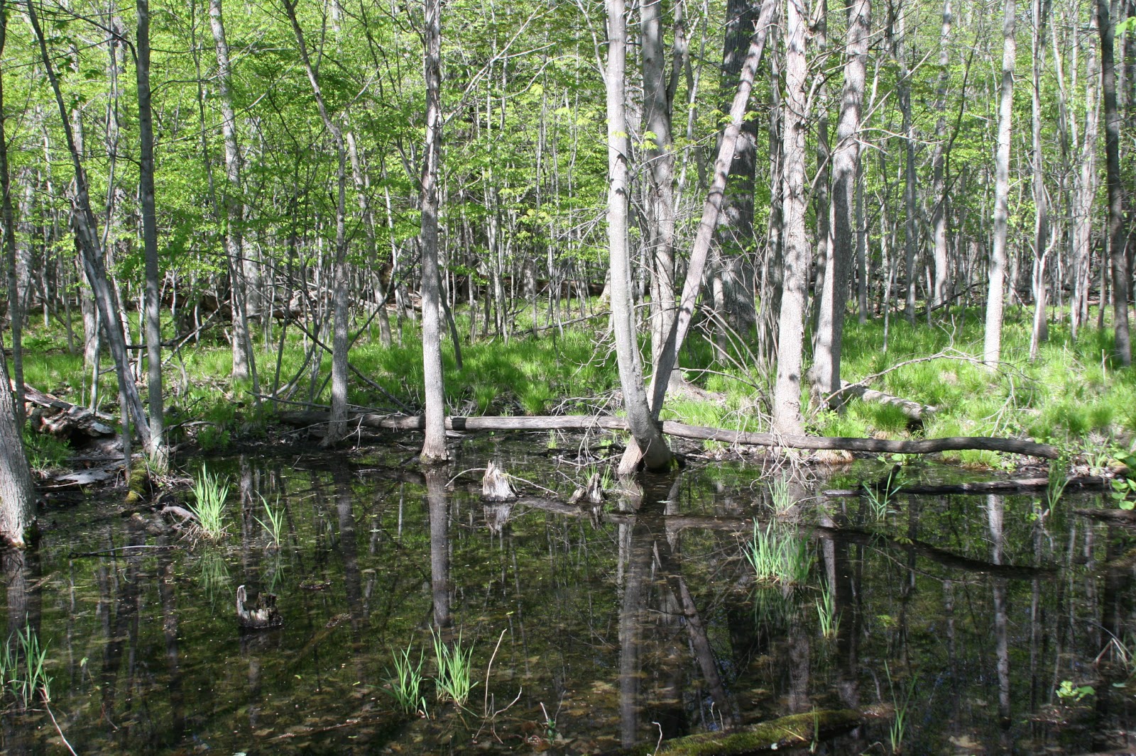 Isabella Conservation District Environmental Education Program: Water ...