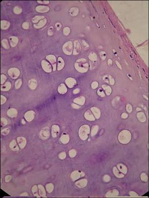 miblogdeanatomía: El aparato locomotor 1