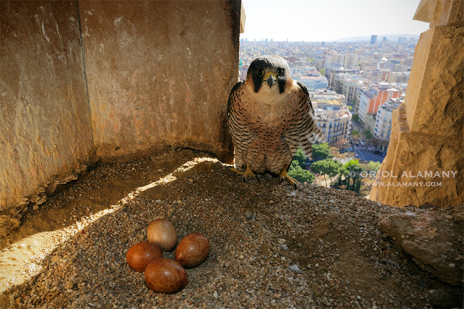 Oriol Alamany - Imágenes Vivas: • Los halcones peregrinos cumplen diez ...