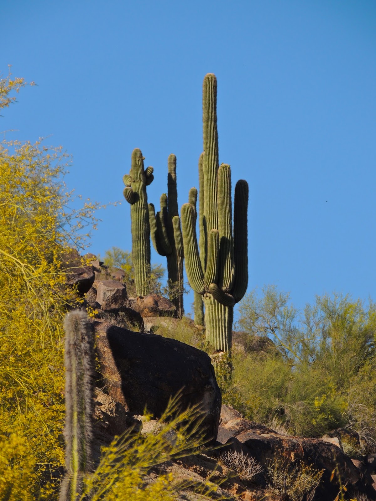 Scottsdale Daily Photo: Photo: Giant Saguaro Cactus