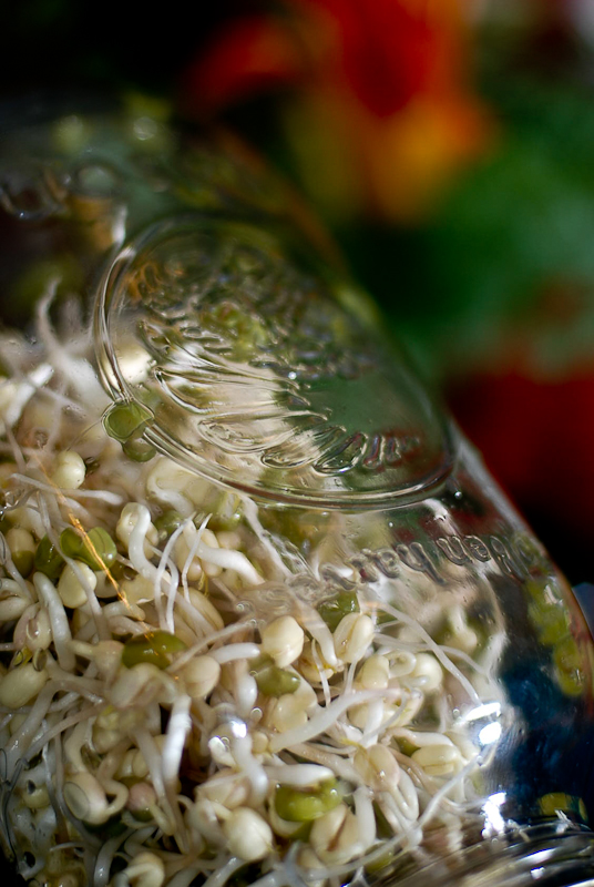 Garden Fairy's Cafe: Sprouting mung beans and brown rice