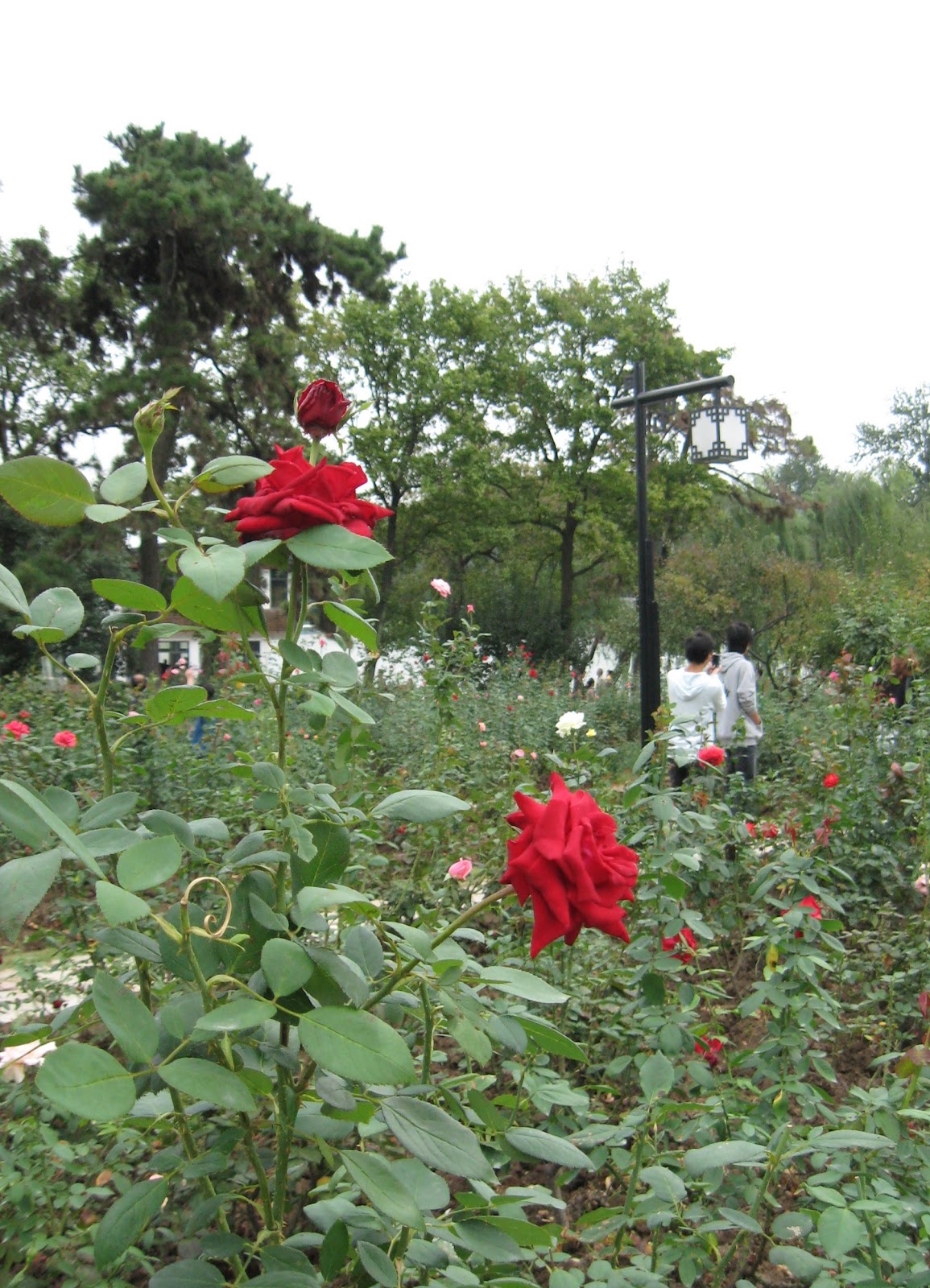 Jax Stumpes: Nanjing's Xuanwu Lake Park (10/3/2011)