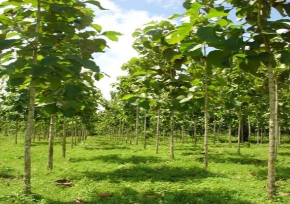 INFO PERTANIAN & PETERNAKAN: Budidaya Pohon Jati