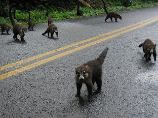 Abe's Animals: Raccoons of the West Indian islands