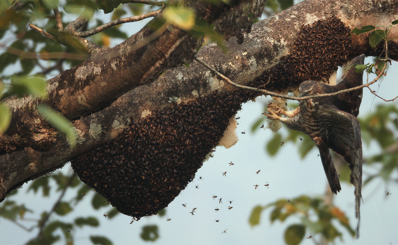 Bhutan Land Of The Thunder Dragon: The Plundering Buzzards