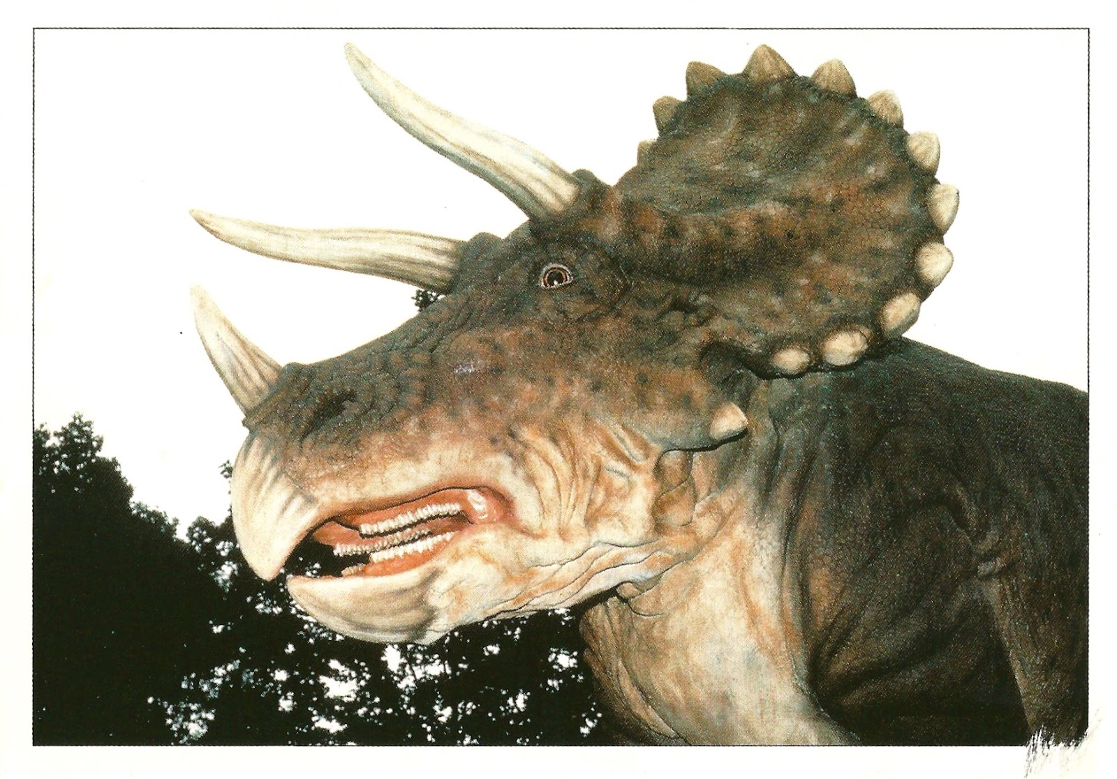 My Favorite Animal Postcards: A Triceratops Dinosaur