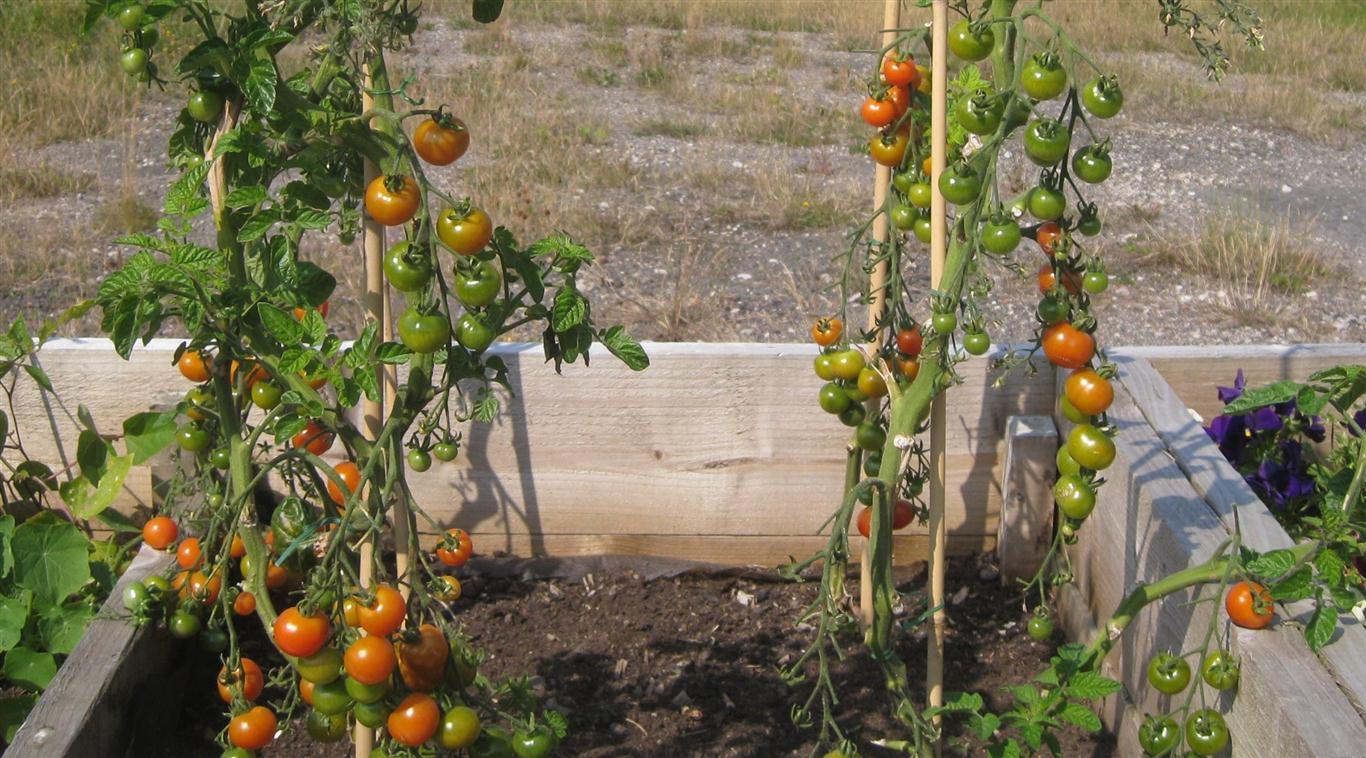 Welcome to the Green Heart Dens blog page.......: Grow your own tomatoes