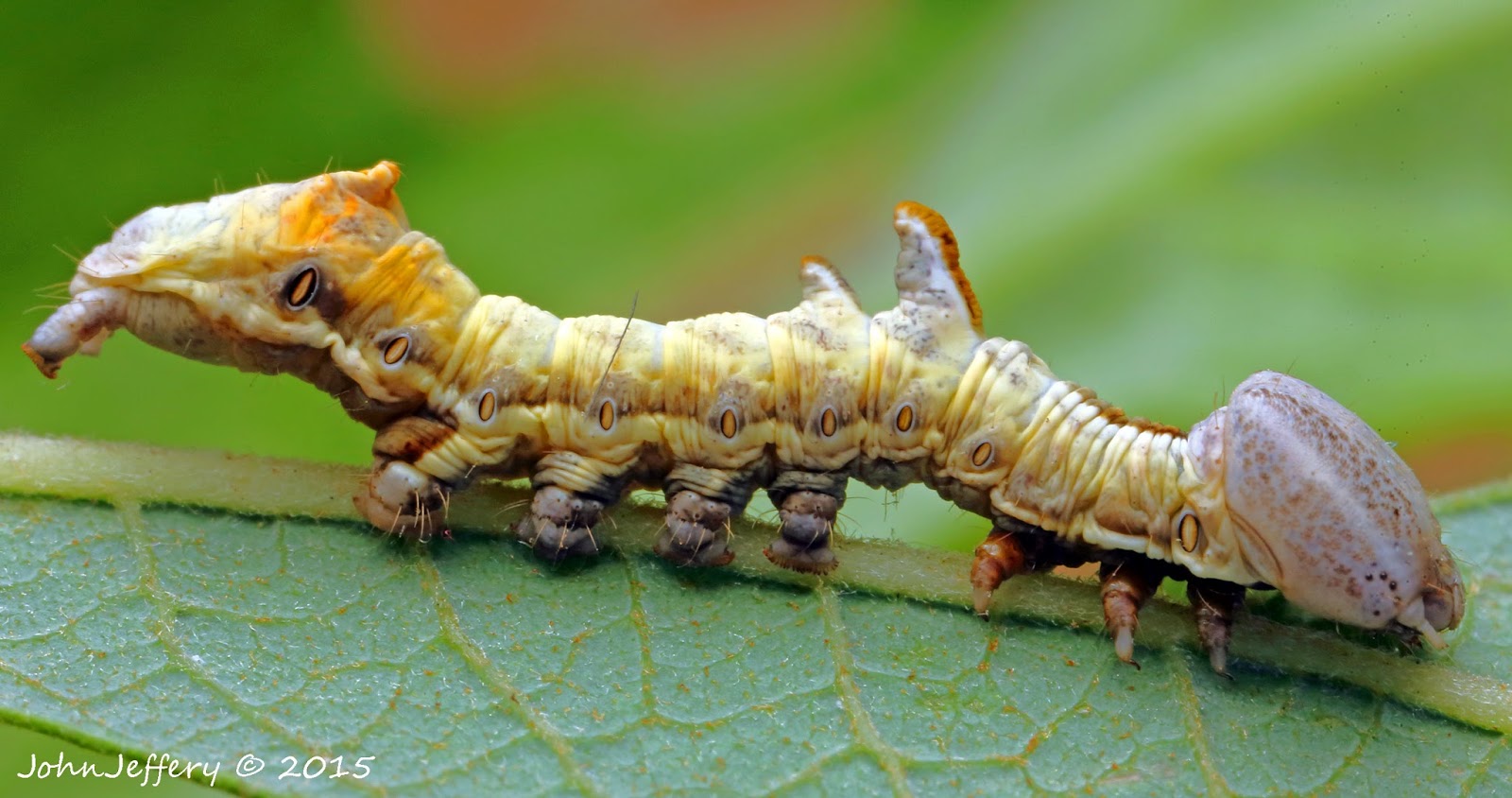 Strange Weird And Caterpillars