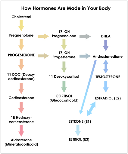 Dr Sonjas Blog Cholesterol And Hormones Whats The Link