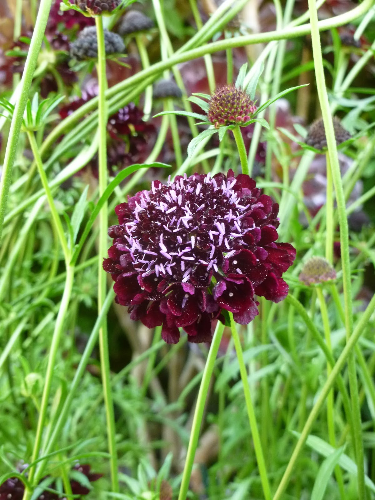 Worcester College Gardeners 2009-2018: Scabiosa atropurpurea 'Ace Of ...