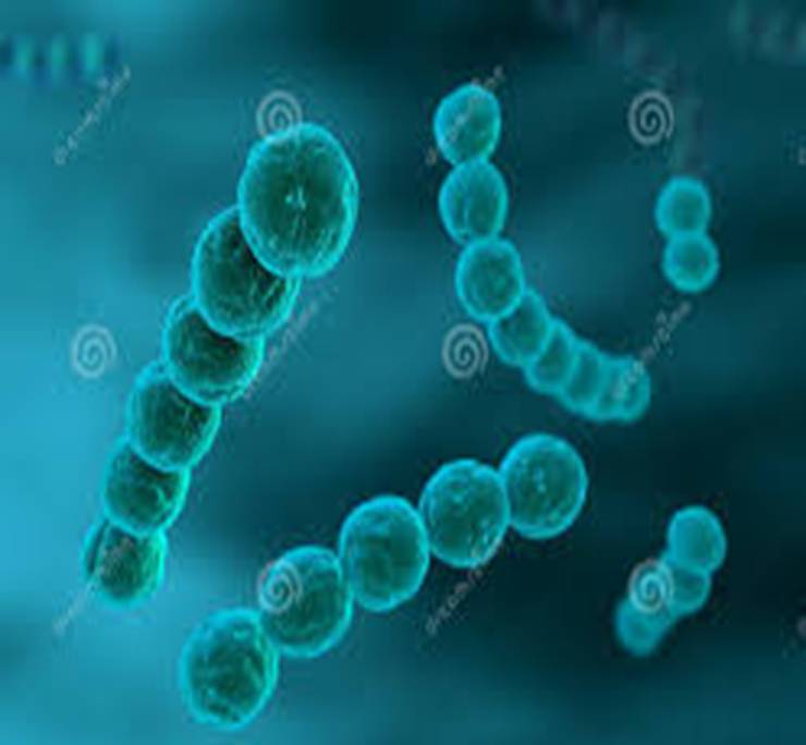 Formation infirmiers: LE STREPTOCOQUE