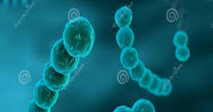 Formation infirmiers: LE STREPTOCOQUE