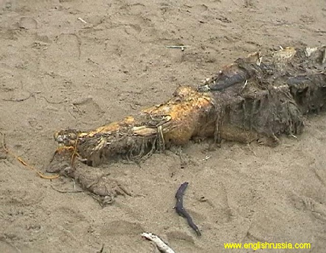 mdolla: Unknown creature was found by soldiers