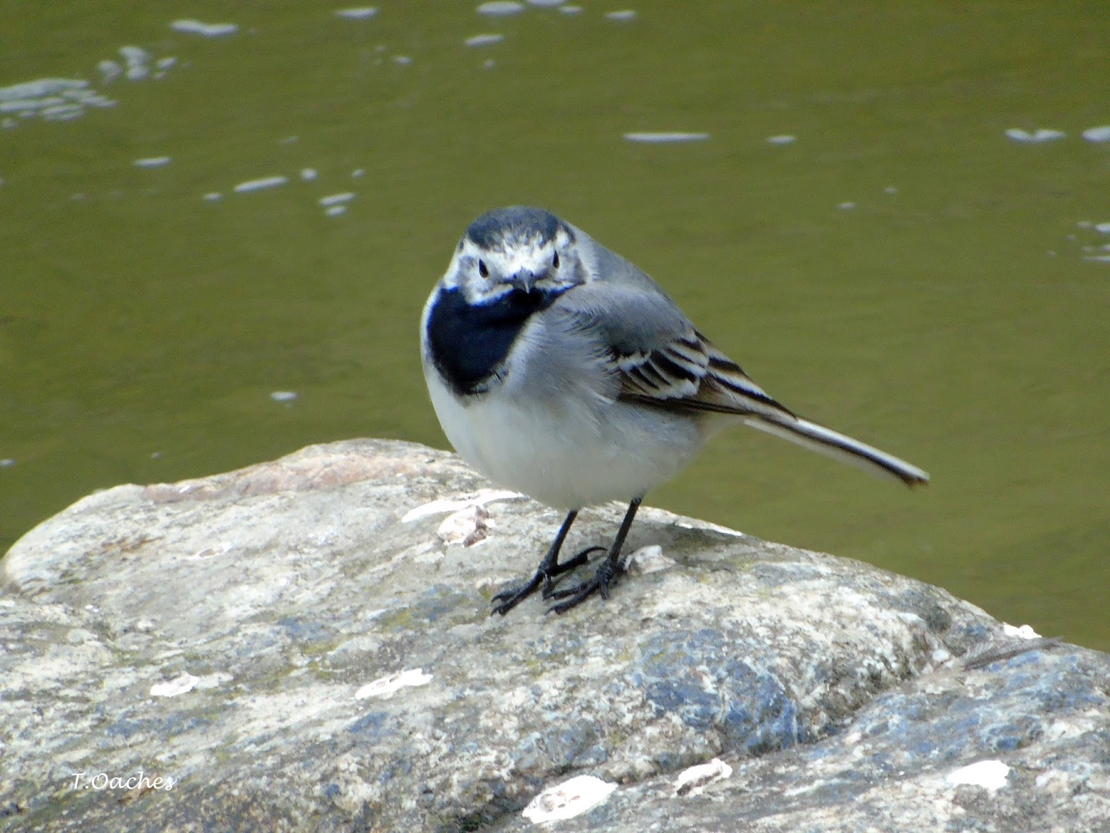 PASARI DIN ROMANIA: CODOBATURA ALBA, Motacilla alba
